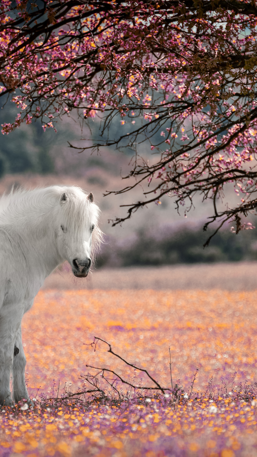 Horses In The Spring Wallpaper