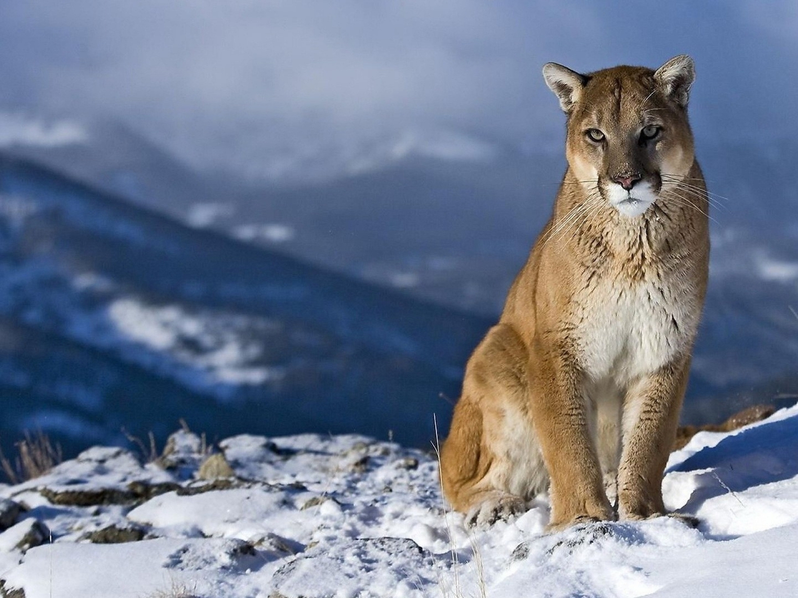 Snow Mountain Lion