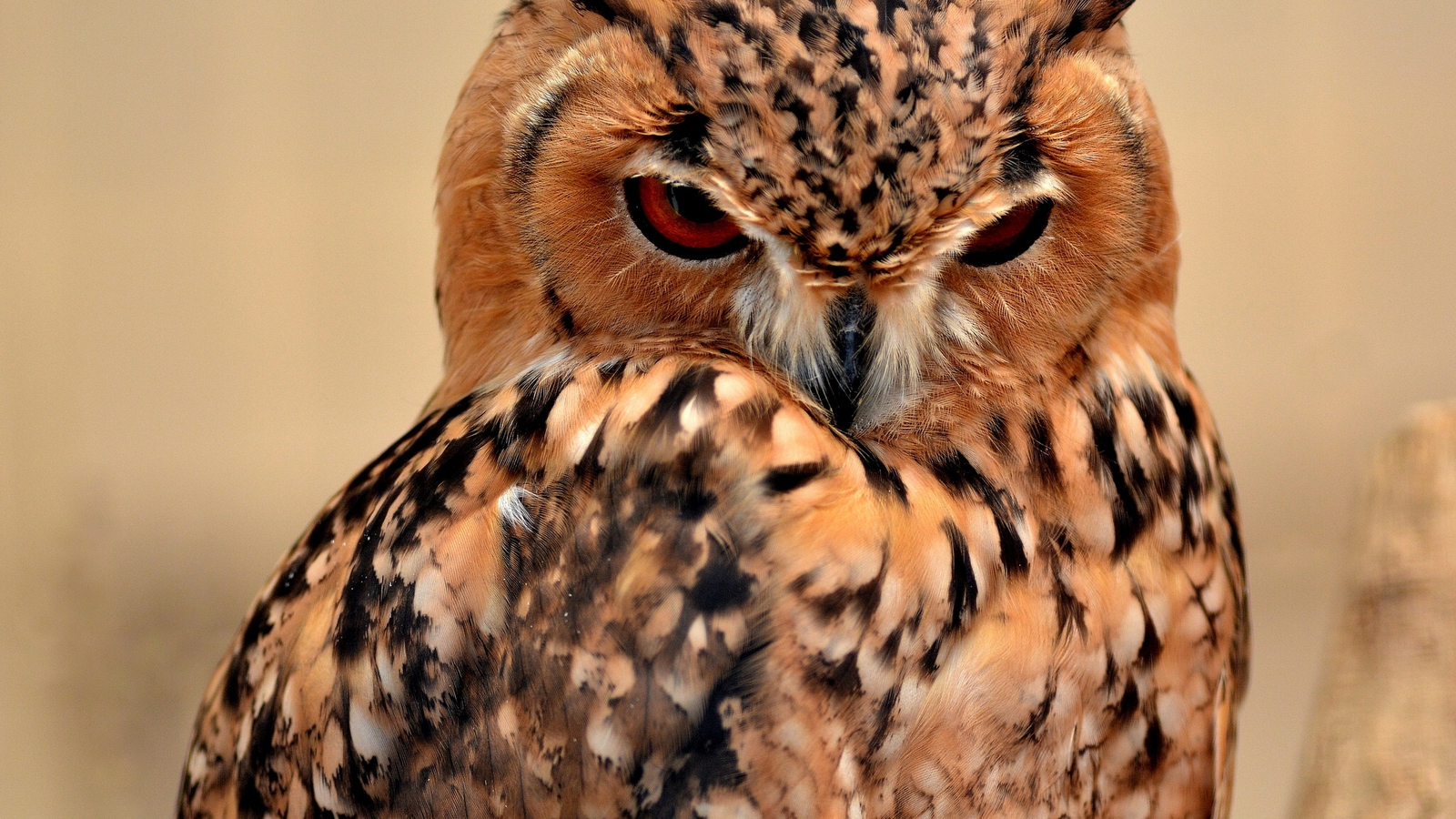Depressed Owl