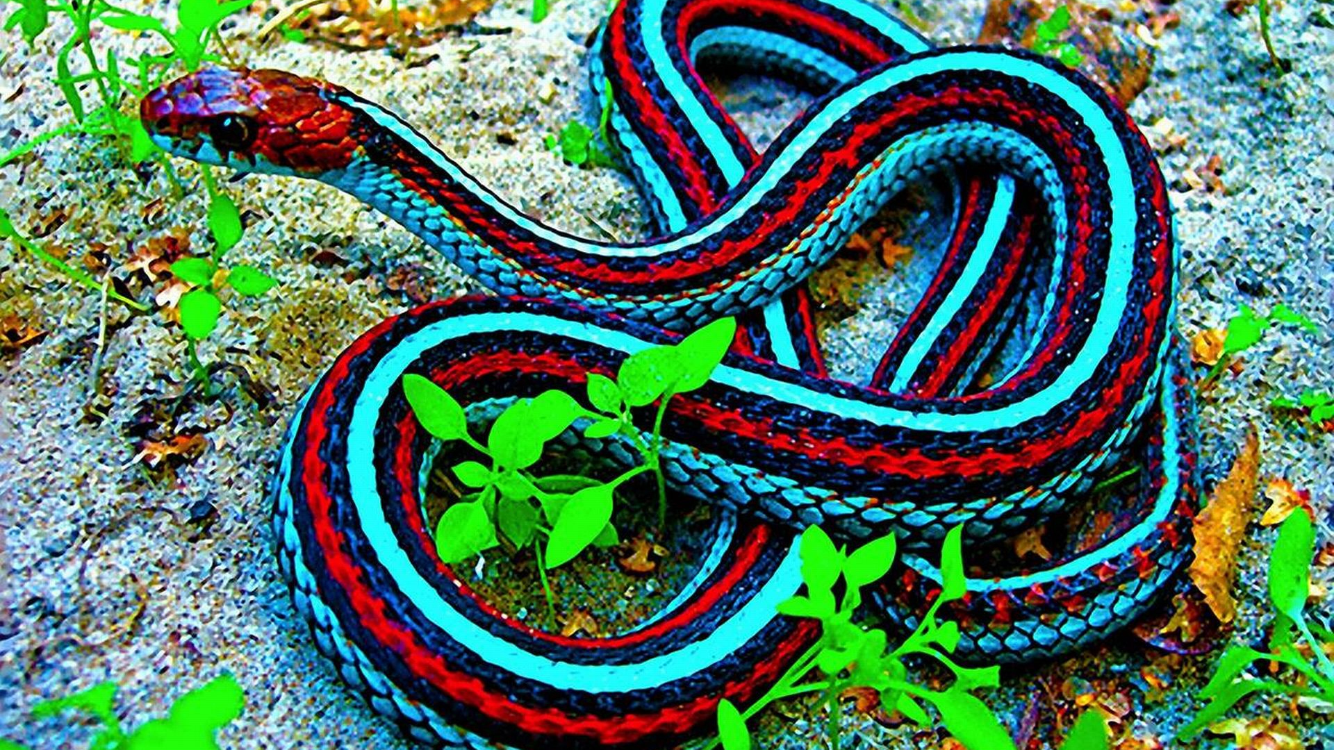 Red Snake Hd Wallpaper