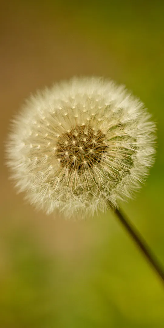 Dandelion, Macro (1080x1920) - Desktop & Mobile Wallpaper