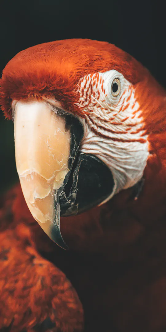 Parrot, Beak, Glance, Red Macaw, Ara (3448x5168) - Desktop & Mobile ...